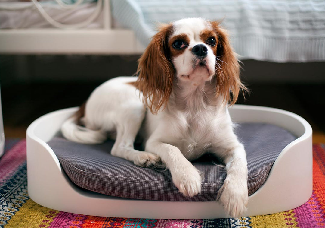 Pet accessories shop online | Keter NZ – Keter New Zealand